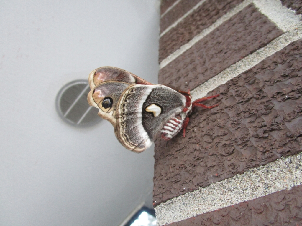 Columbia Silk Moth from Cutler, WI, USA on April 24, 2015 at 08:53 AM ...