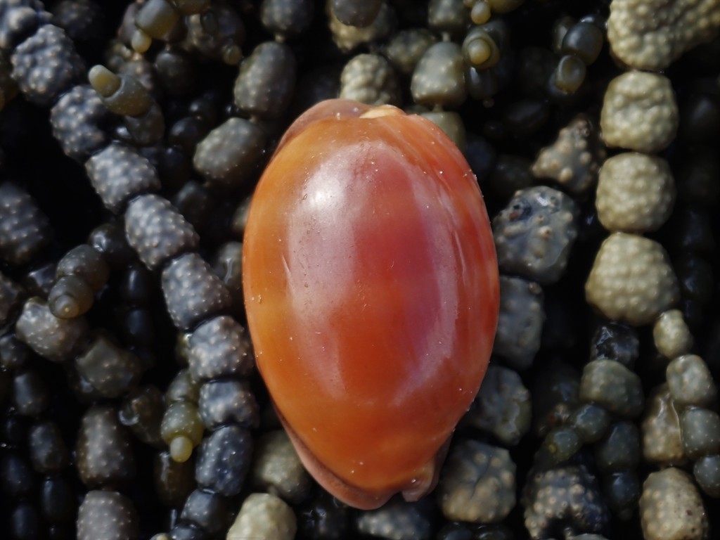 Lyncina leviathan titan from Woolgoolga NSW 2456, Australia on July 09 ...
