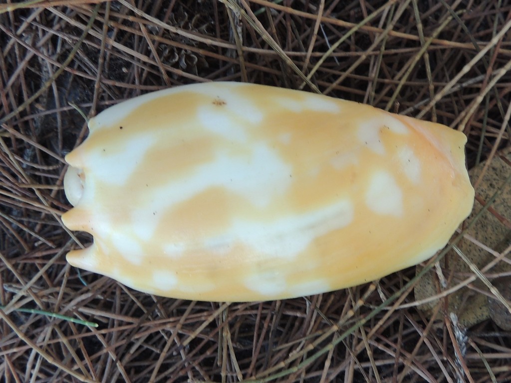Melon Shell from Cook, QLD, Australia on June 26, 2021 at 12:27 PM by ...
