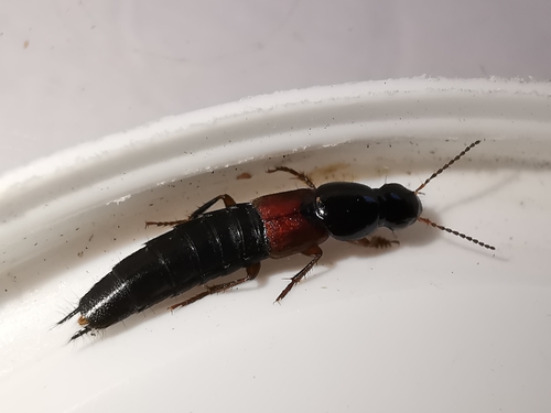 Quedius molochinus · iNaturalist