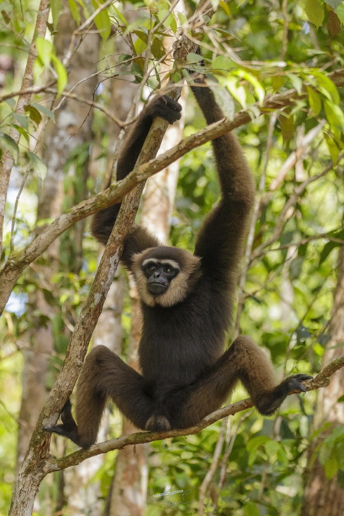 Bornean White-bearded Gibbon (Hylobates albibarbis) - Know Your Mammals