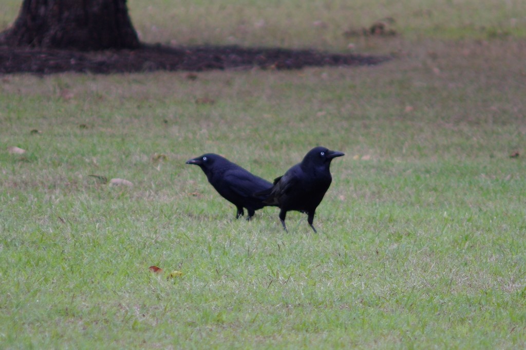 Australian Torresian Crow from Kilkivan QLD 4600, Australia on July 7 ...