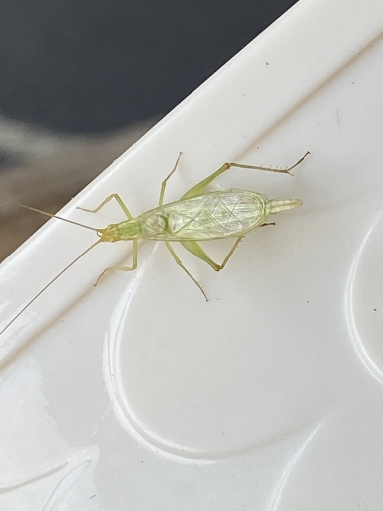 Common Tree Crickets from Indian Mound, TN, US on July 08, 2021 at 03: ...