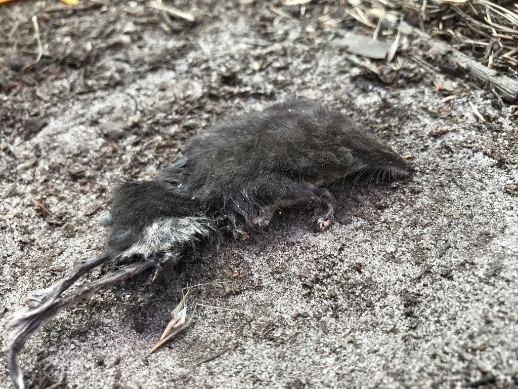 Eurasian Water Shrew from Днепропетровская область, UA on July 09, 2021 ...