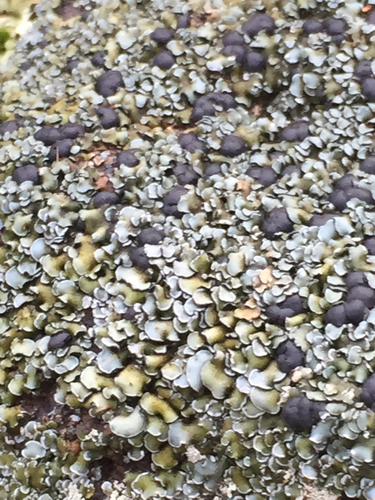 Psora pacifica · iNaturalist