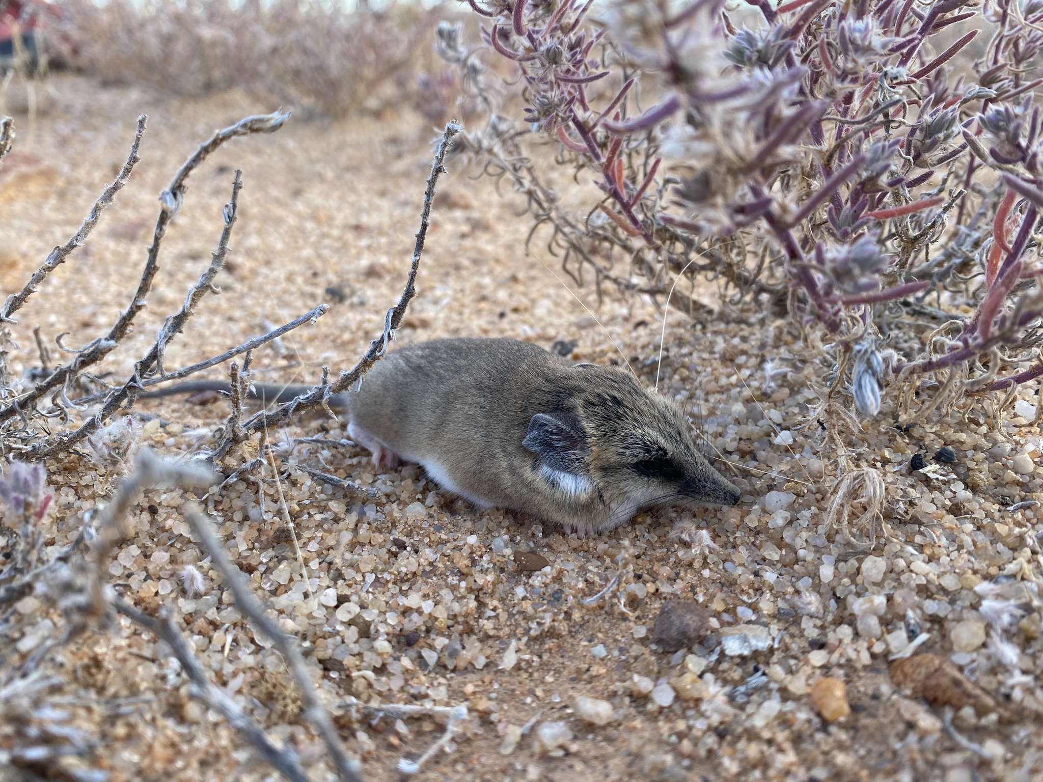 Sminthopsis crassicaudata (Gould, 1844)