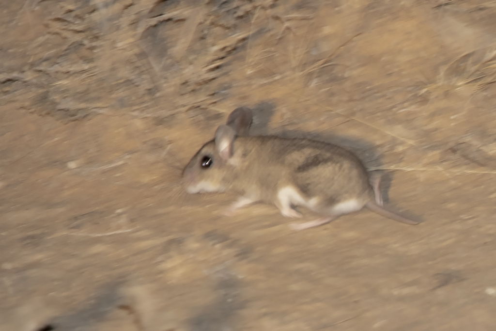 Large-eared Mouse from Kimberley, South Africa on August 11, 2018 at 08 ...