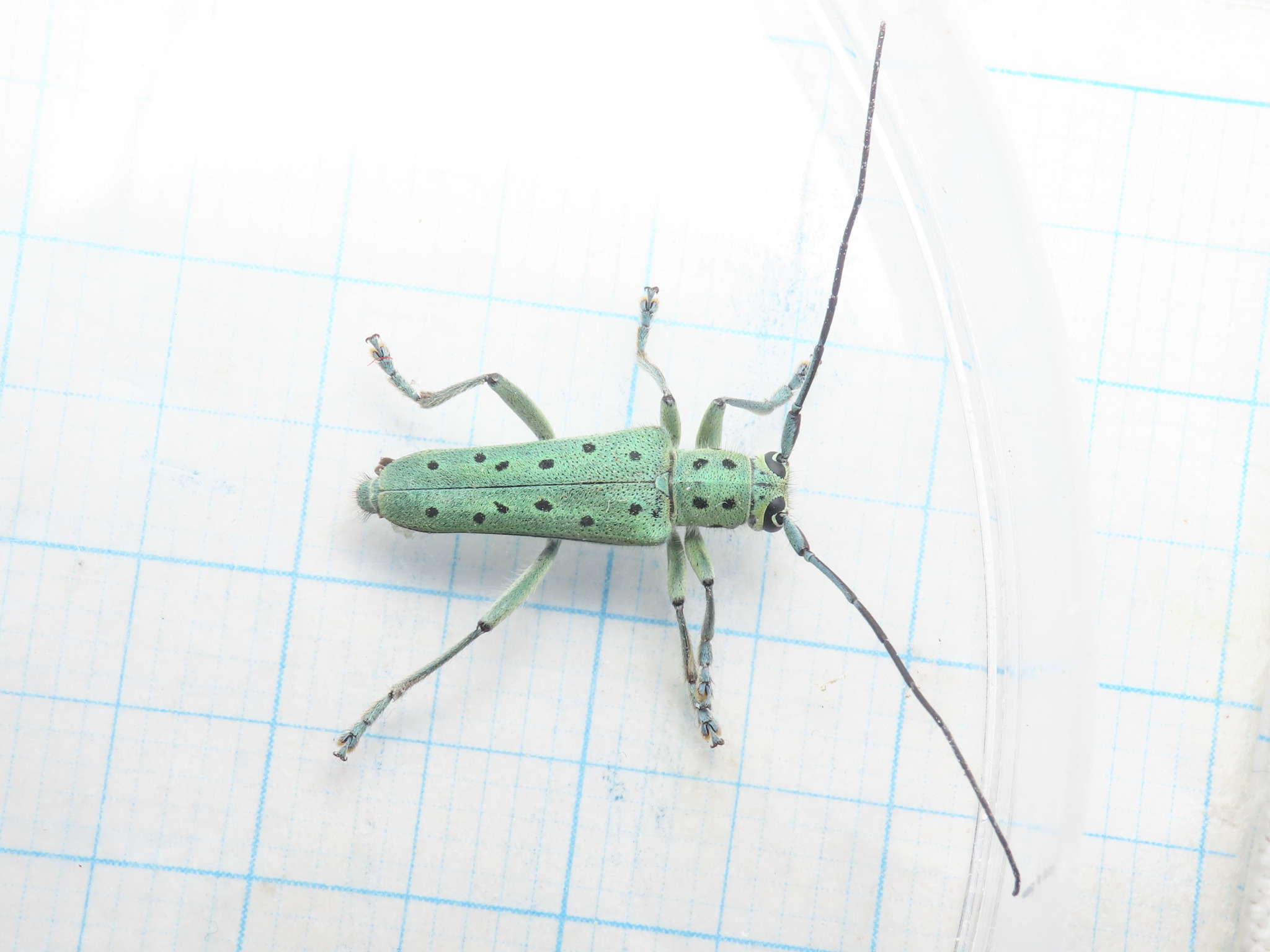 Saperda punctata (Linnaeus, 1767)