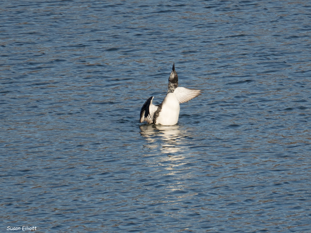Common Loon from Eisenhower State Park, Grayson County, TX, USA on ...