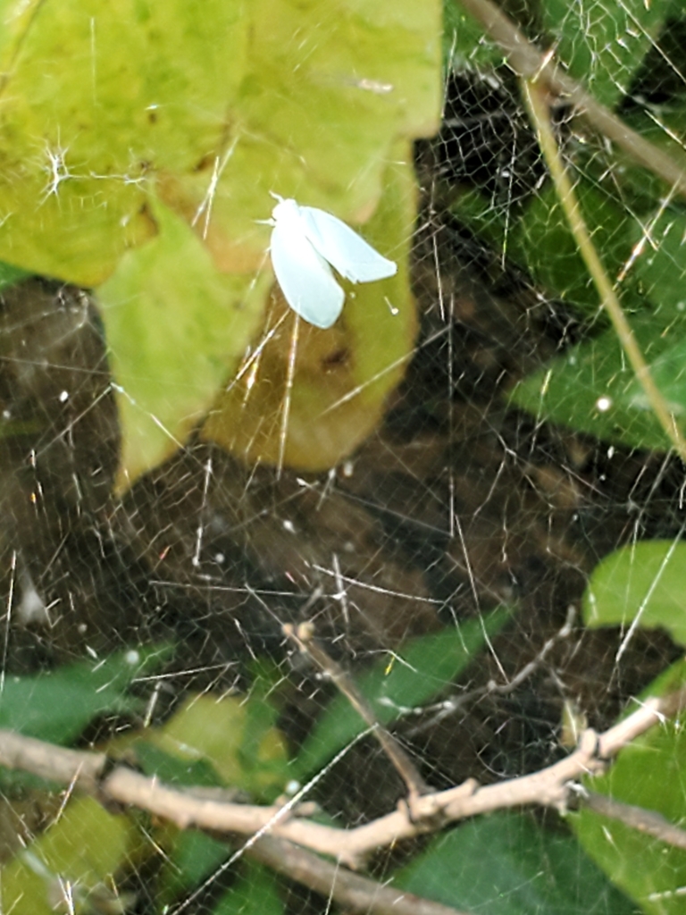 Winged and Once-winged Insects from Belle Haven, VA, USA on July 9 ...