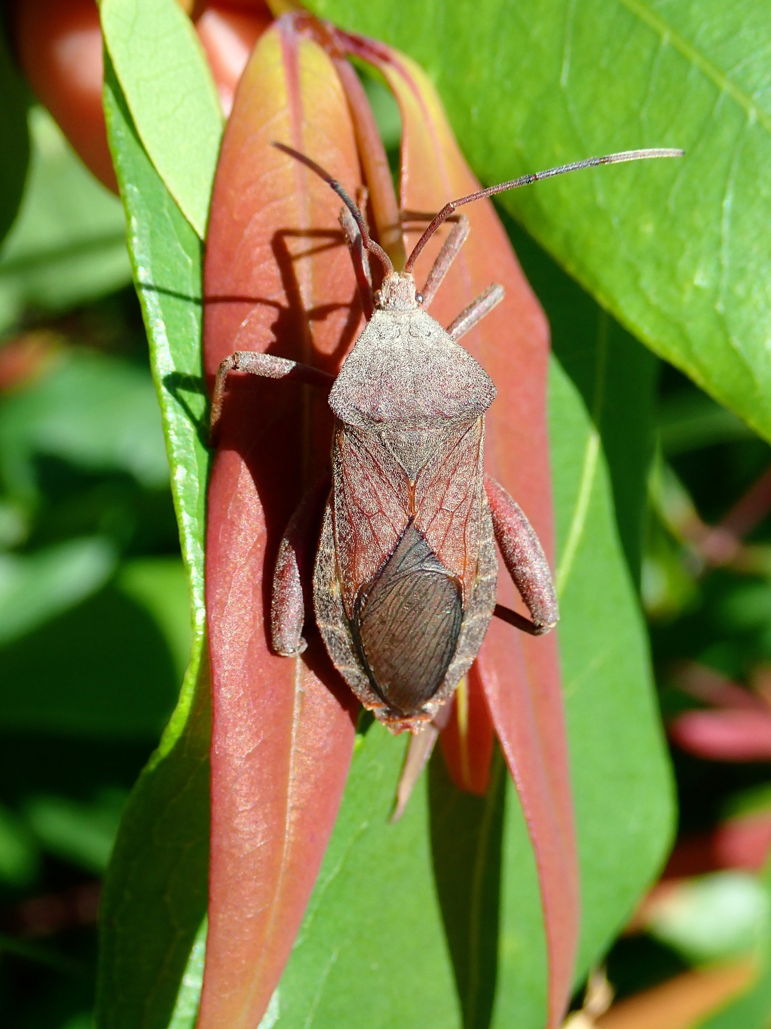 Mictis tenebrosa (Fabricius, 1787)