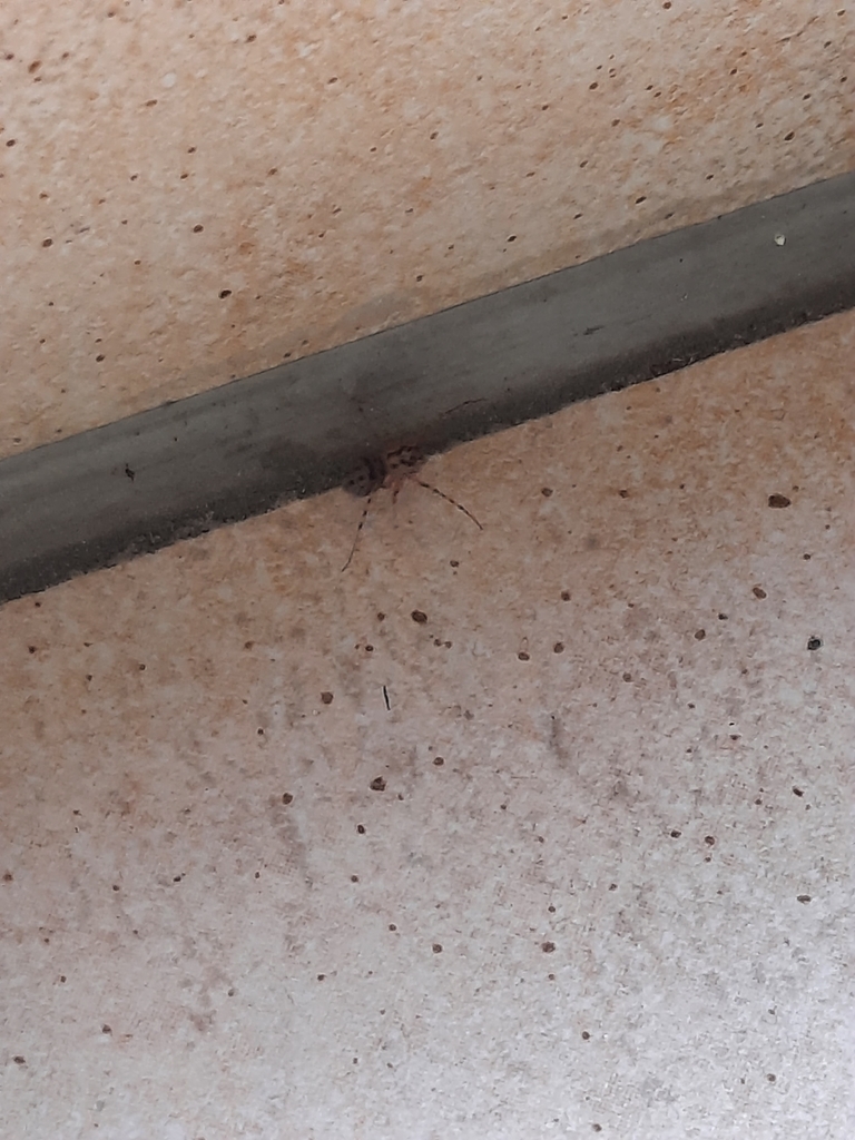 Common Spitting Spider in July 2021 by zufall21 · iNaturalist