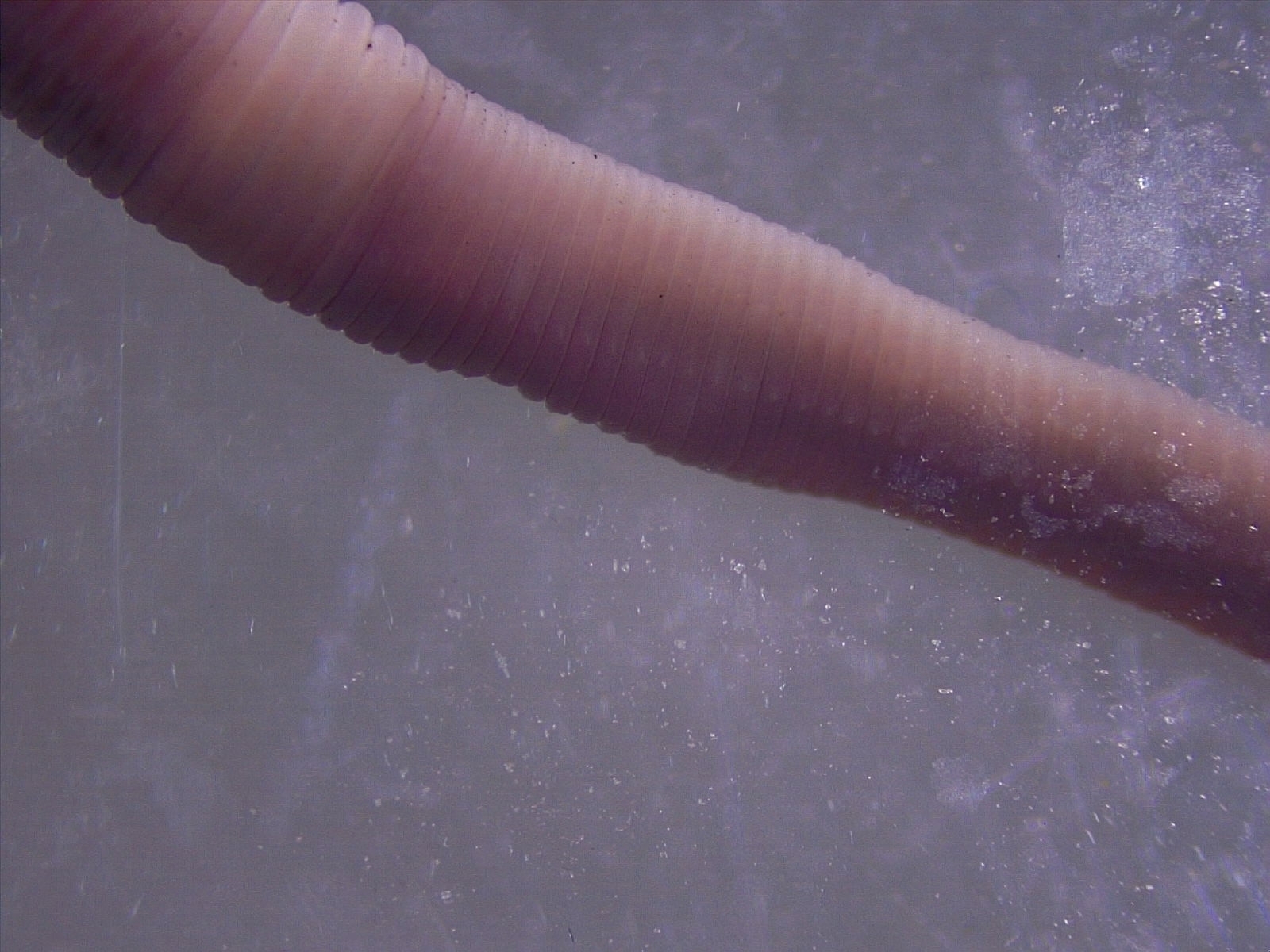 Dendrobaena octaedra (Savigny, 1826)