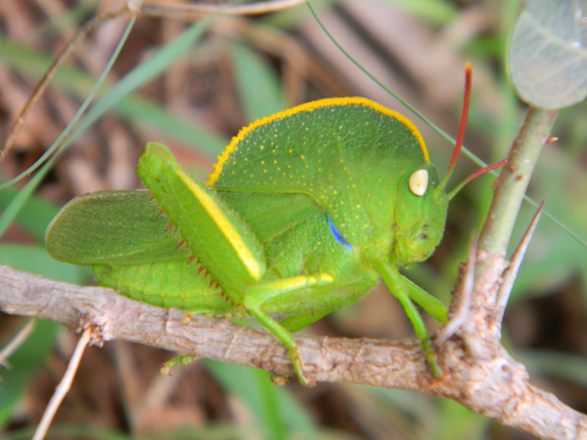 Teratodes monticollis (Gray, 1832)