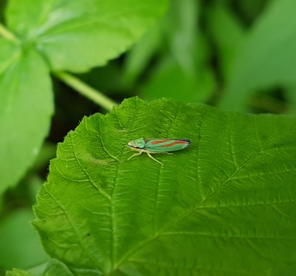 Graphocephala from Chute-à-Blondeau, ON K0B 1B0, Canada on July 9, 2021 ...