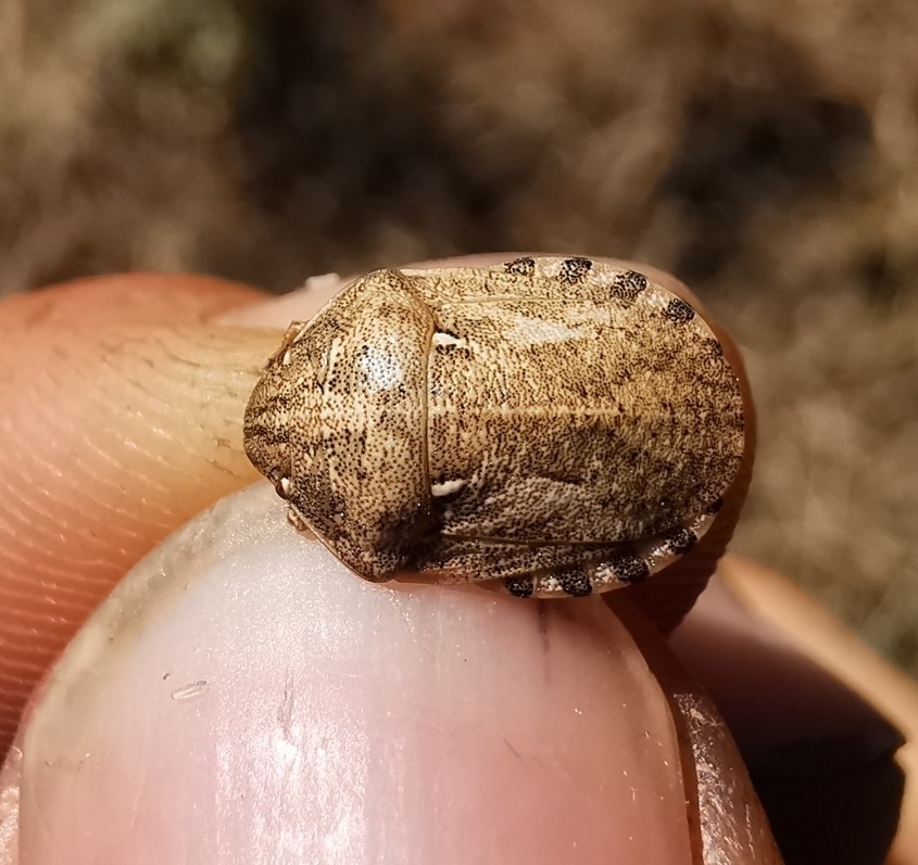 European Tortoise Bug from Le Thoronet, France on July 09, 2021 at 08: ...