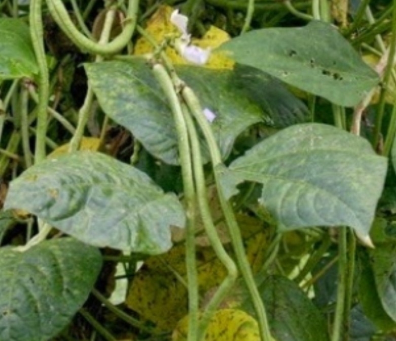 (Vigna sinensis) - Botanical Realm