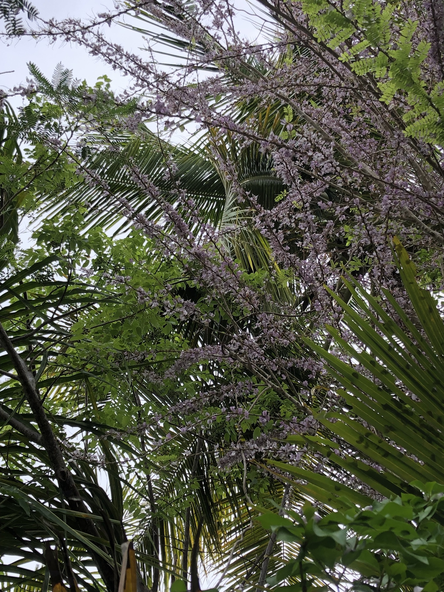 Poitea florida (Vahl) Lavin