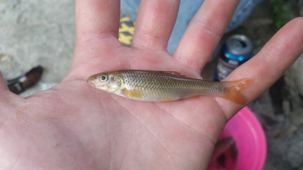 River Chub from Chautauqua County, NY, USA on July 12, 2016 by Eric C ...