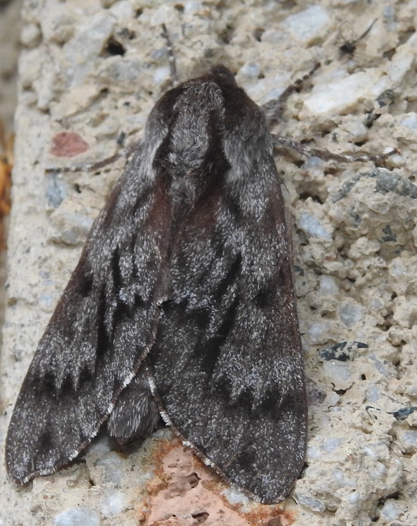 Northern Pine Sphinx from Algoma, Ontario, Canada on June 13, 2021 at ...