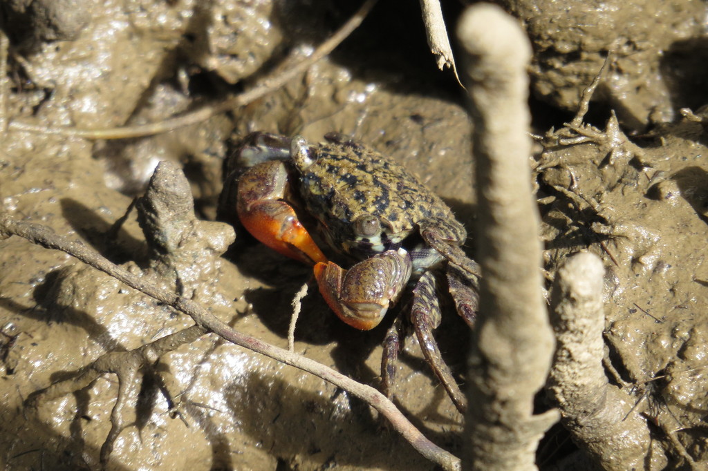 Parasesarma longicristatum from Cairns QLD, Australia on March 17, 2018 ...