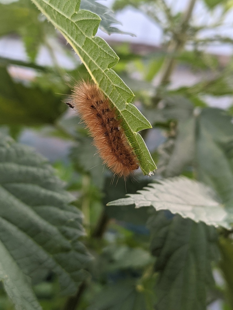Muslin Moth from Верхняя Салда, Свердловская область, RU on July 8 ...