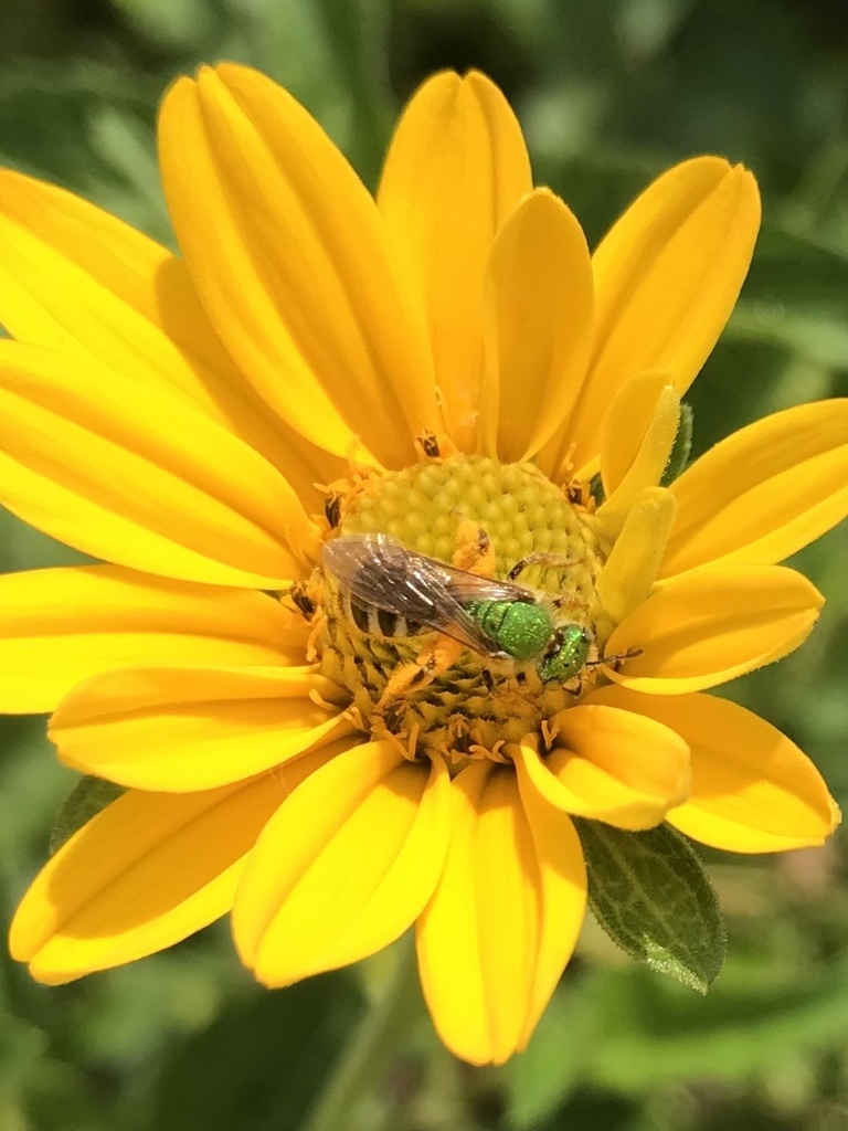 Bicolored Striped Sweat Bee from Clydesdale Manors Ct, Green Park, MO ...
