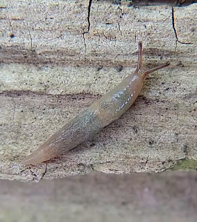 Milky Slug in July 2021 by Joshua Campos. Field temperature: 68 F ...
