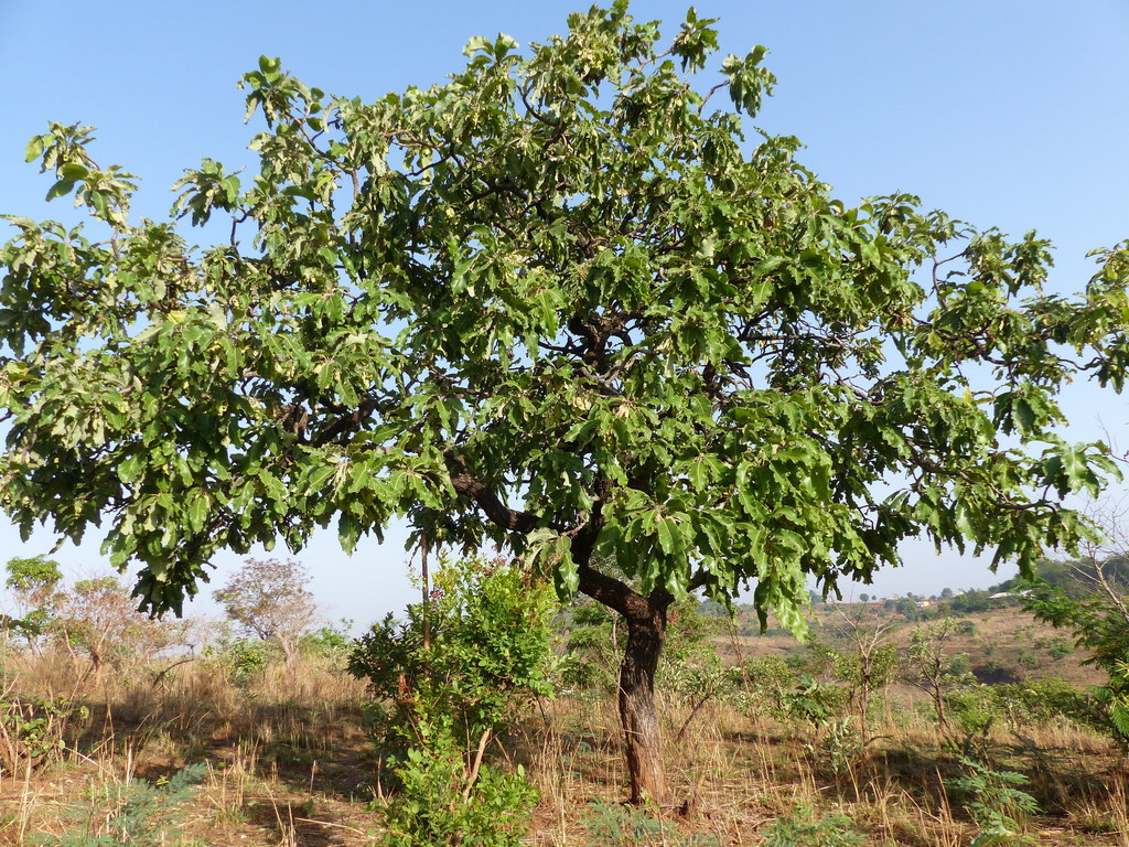 (Terminalia avicennioides) - Botanical Realm