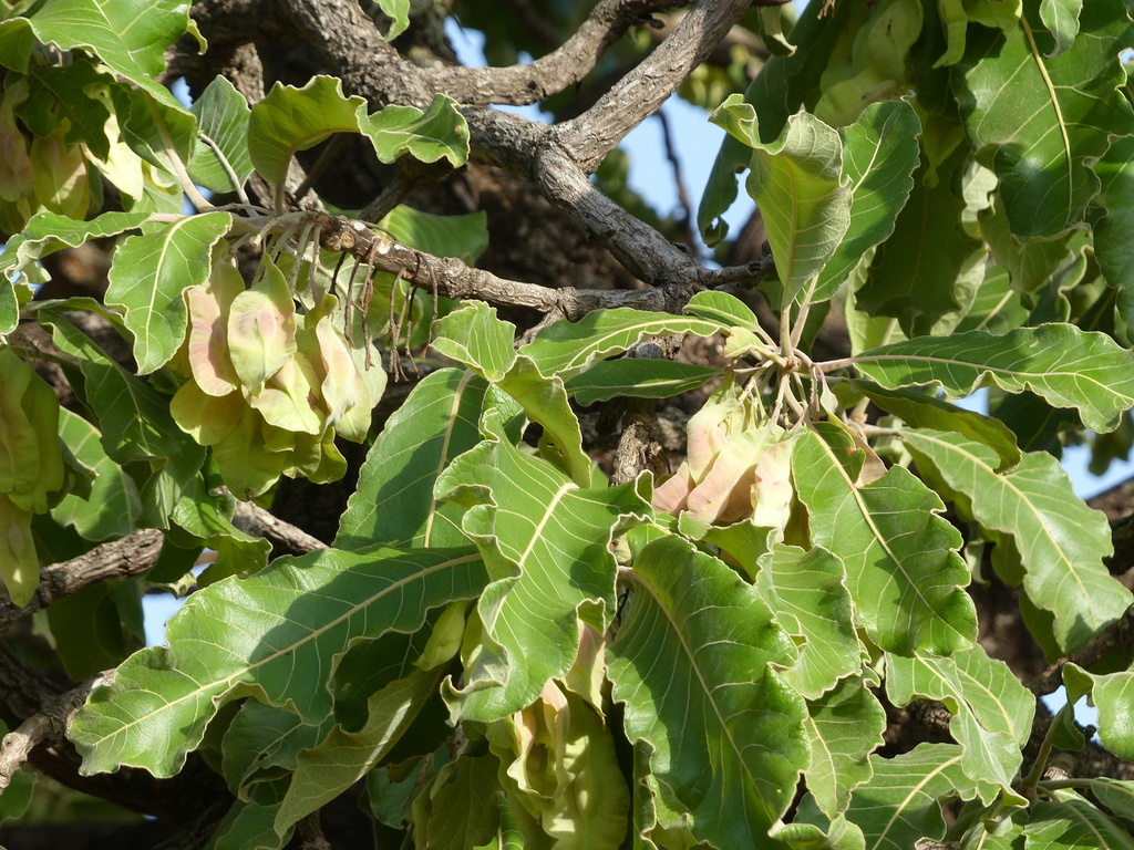 (Terminalia avicennioides) - Botanical Realm