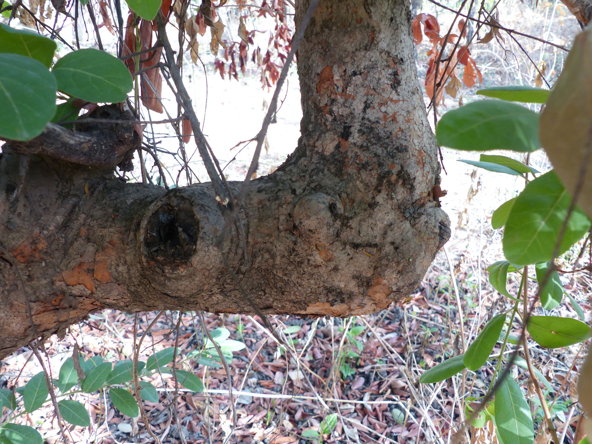 Hymenocardia acida Tul.