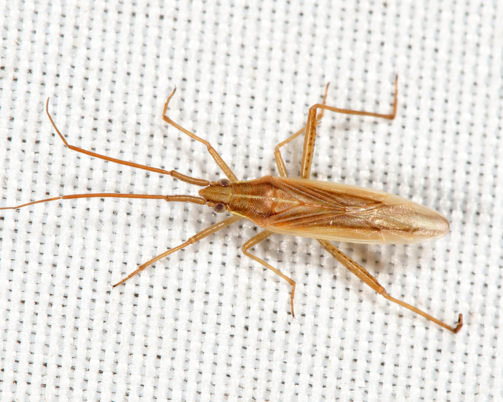 Three-spined Grass Bug (Calgary Insect Pollinators Guide) · iNaturalist ...