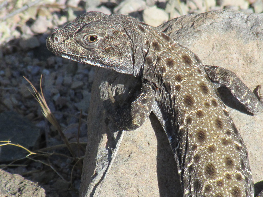 Long-nosed Leopard Lizard from Peoria, AZ, USA on July 09, 2021 at 09: ...