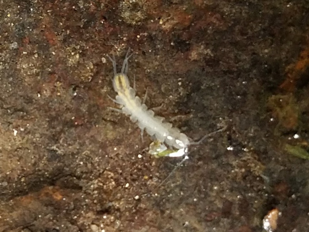 Freshwater Isopods in January 2017 by Eric C. Maxwell. Found in a small ...