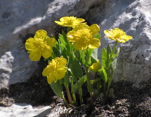 Sección Thora · NaturaLista Colombia