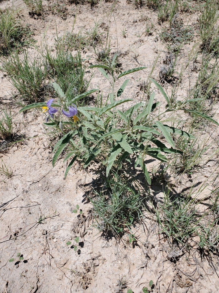 silverleaf nightshade from Carlsbad, NM 88220, USA on July 09, 2021 at ...