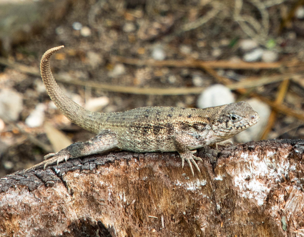 Northern Curly-tailed Lizard from 1100 Atlantic Blvd, Key West, FL ...