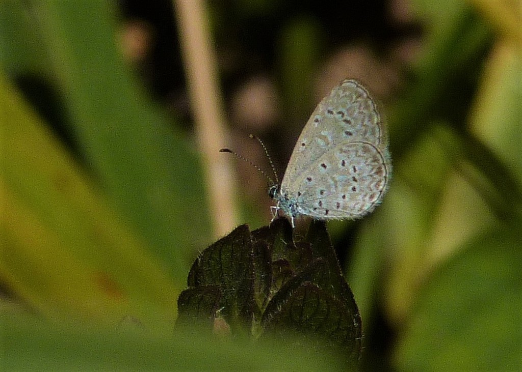 Cyna Blue from Floresta Estadual Edmundo Navarro de Andrade on July 09 ...
