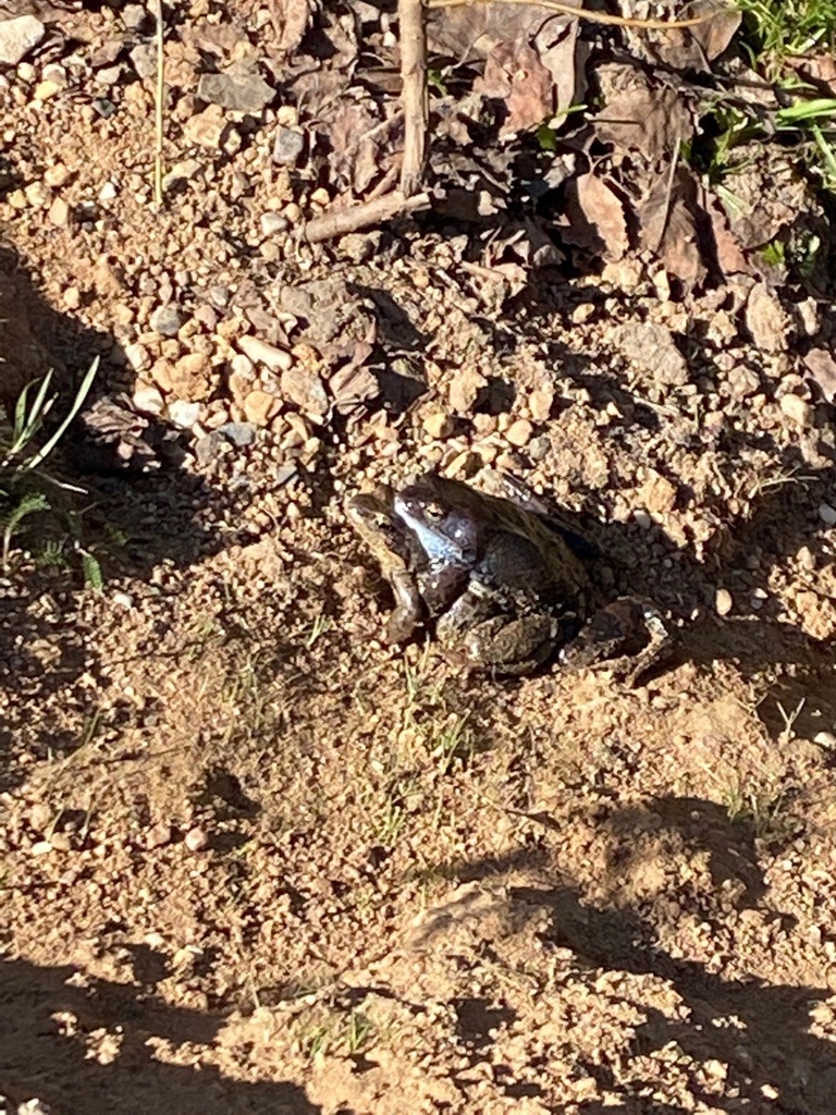 European Common Frog from Вербилки on July 15, 2020 by alex_makedonsky ...