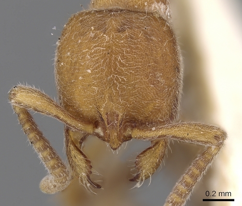 Subfamily Proceratiinae · iNaturalist