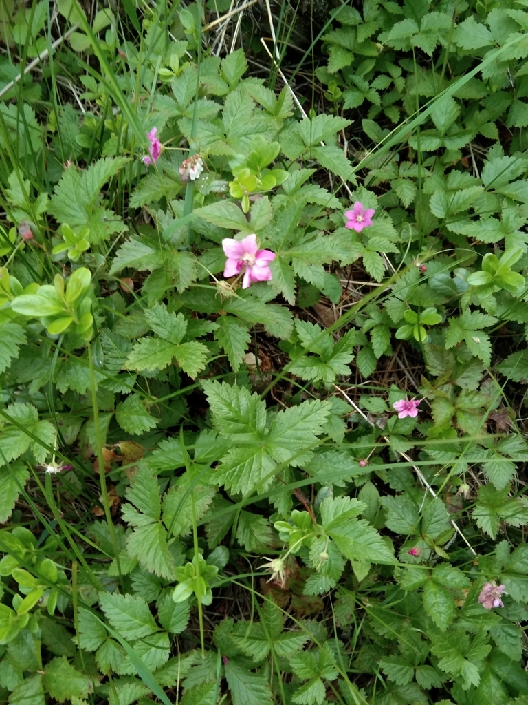 Arctic raspberry from Ямало-Ненецкий автономный округ, Россия, 629880 ...