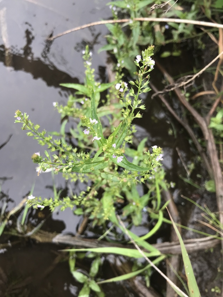chain speedwell from Alton, Alton, ON, CA on July 9, 2021 at 10:15 AM ...