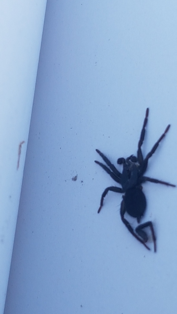 Spiders from Northern Rockies B, BC V0C, Canada on July 08, 2021 at 03: ...