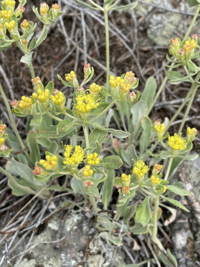 alpine golden buckwheat from Boulder, CO, US on July 1, 2021 at 08:05 ...