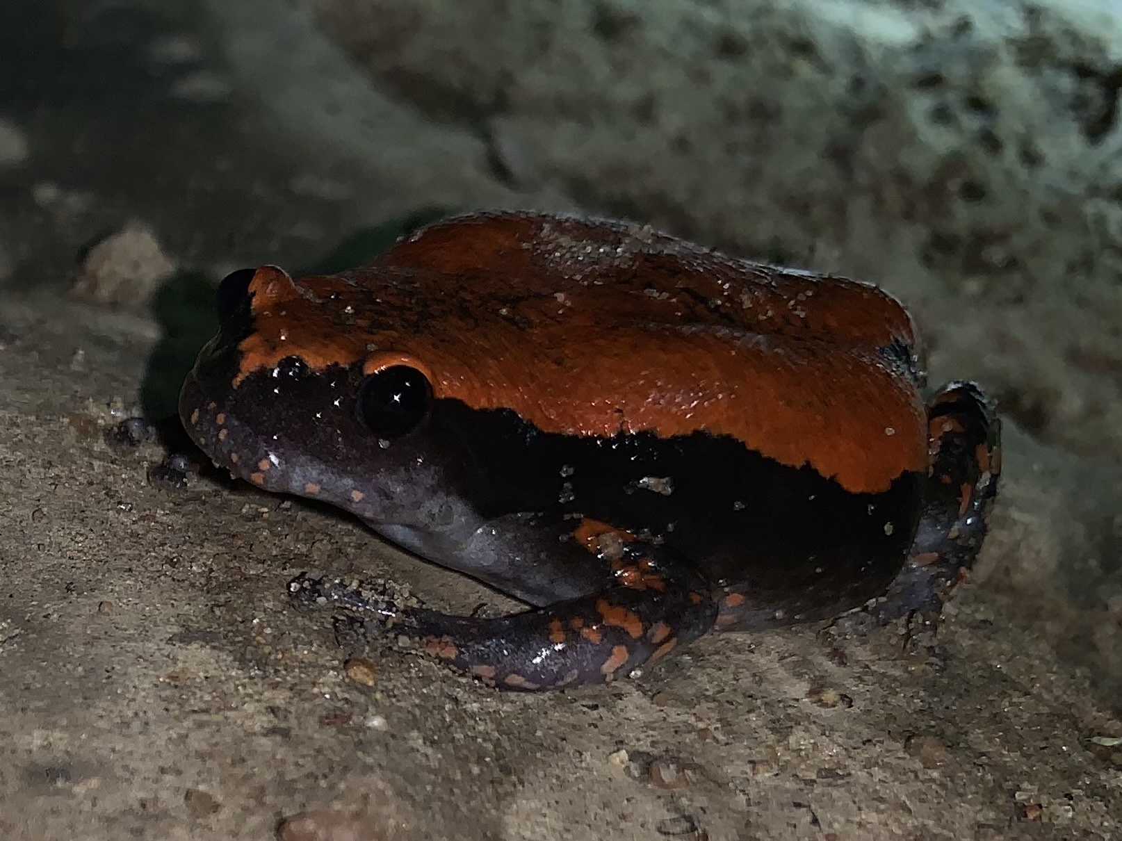 Phrynomantis microps Peters, 1875