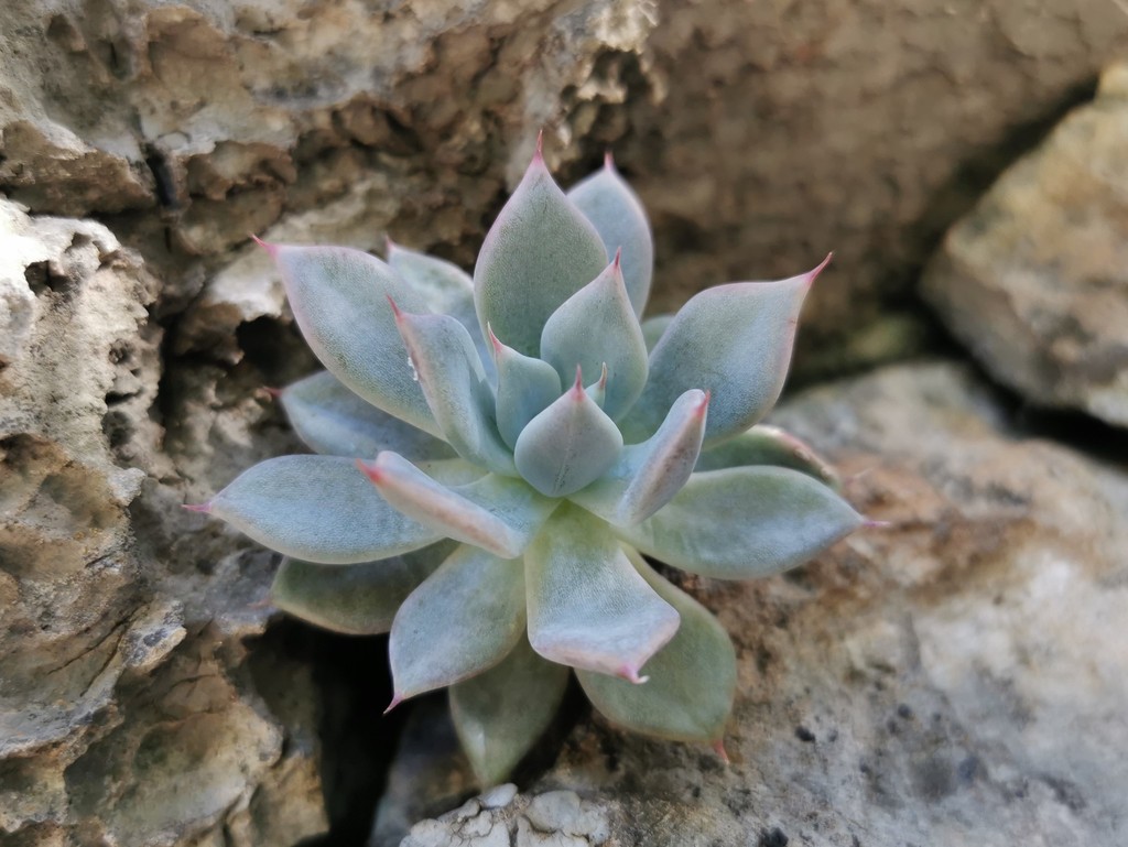 Echeveria cuspidata from Villa de Guadalupe, S.L.P., México on November ...