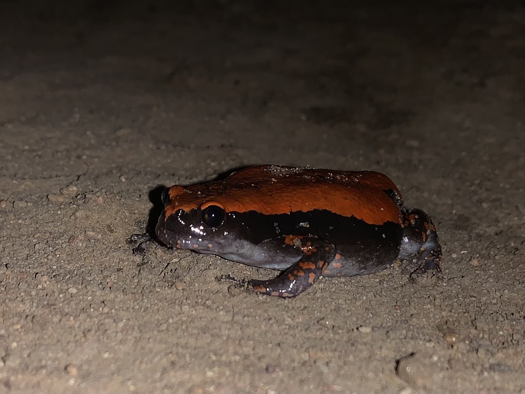 Phrynomantis microps Peters, 1875