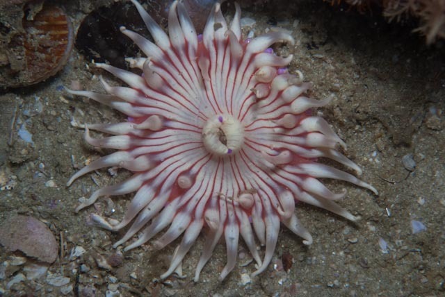 violet-spotted anemone (Rocky Shores of Algoa Bay) · iNaturalist