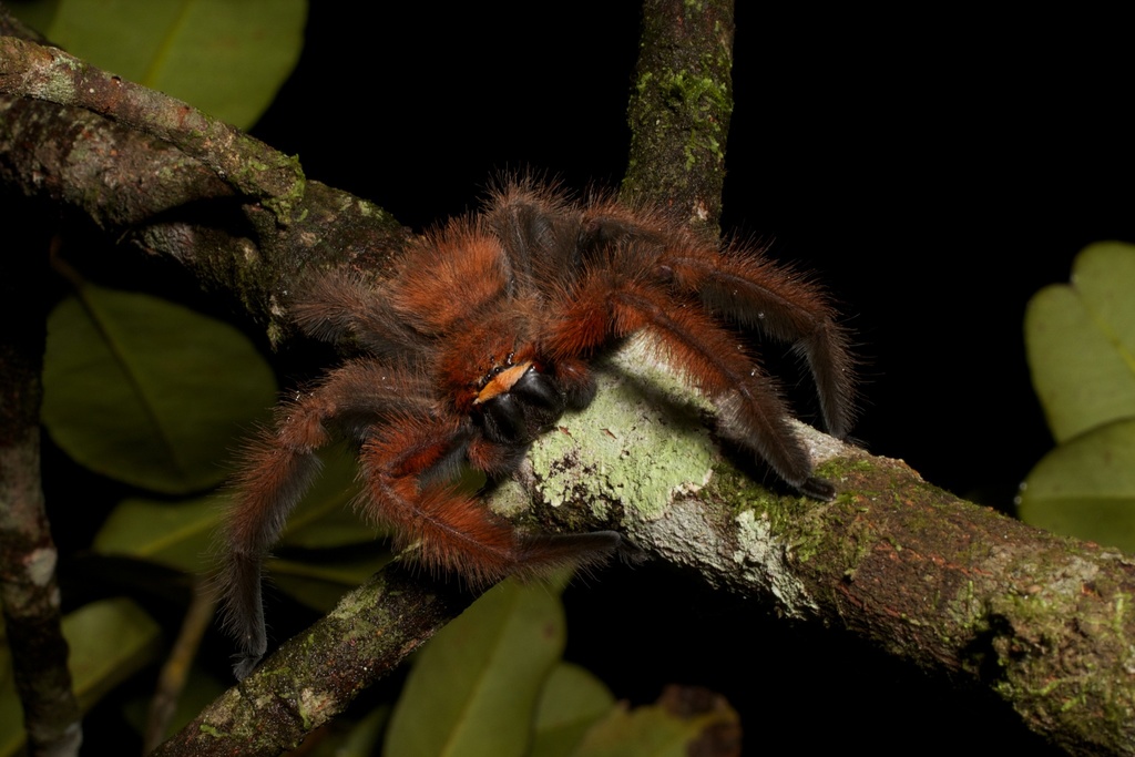 Lion Spider from Ranamafana National park on November 21, 2014 at 11:29 ...