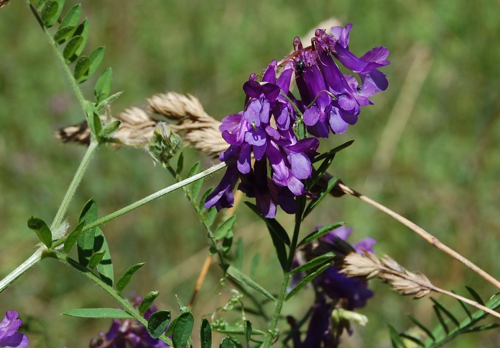 hairy vetch from Charlevoix County, MI, USA on July 8, 2021 at 10:56 PM ...